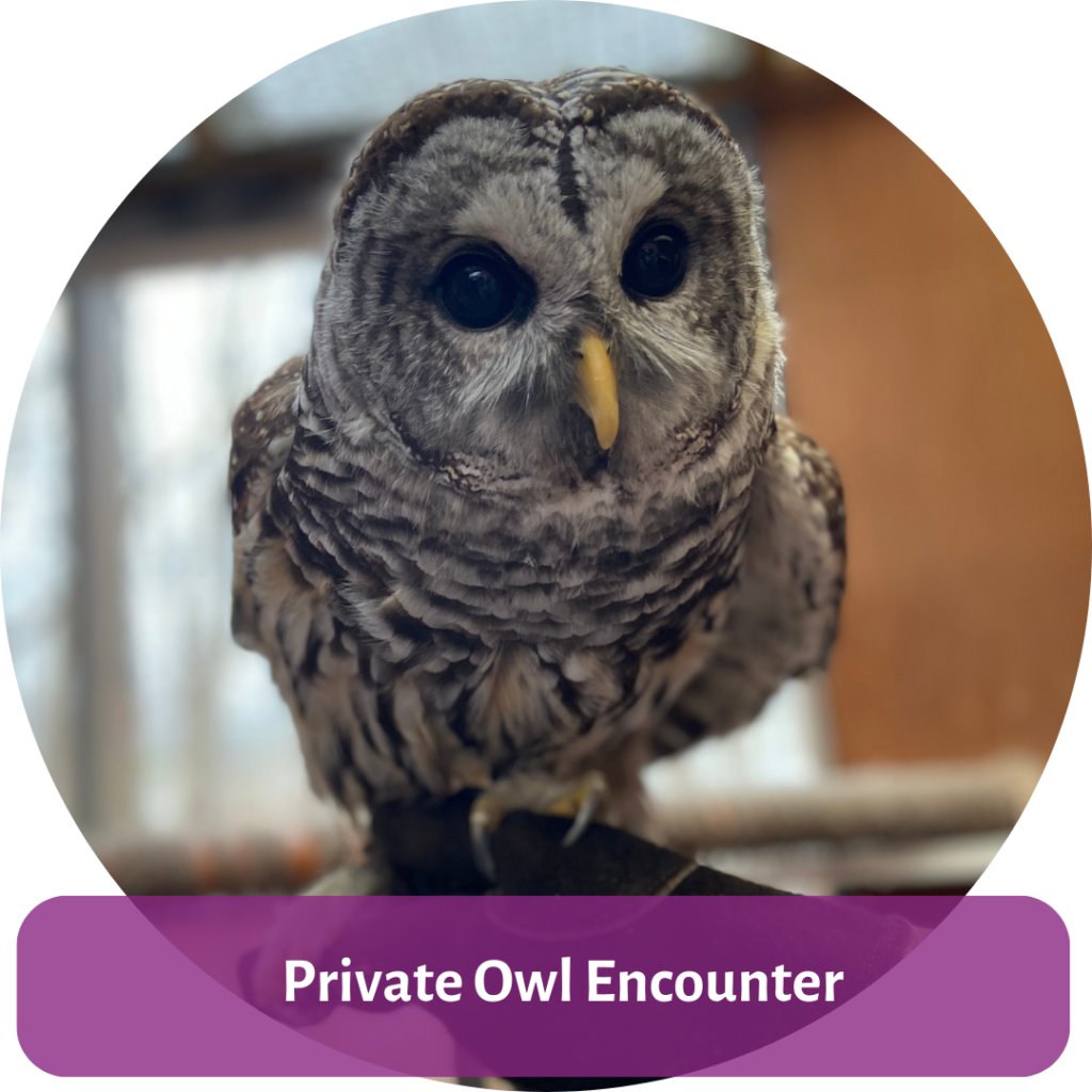 Owl Encounter - The Nature Connection