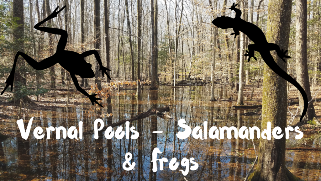 Salamanders & Frogs – Big Night & Vernal Pools | The Nature Connection