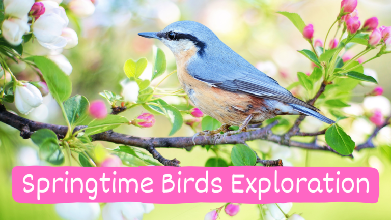 Springtime Birds Exploration The Nature Connection
